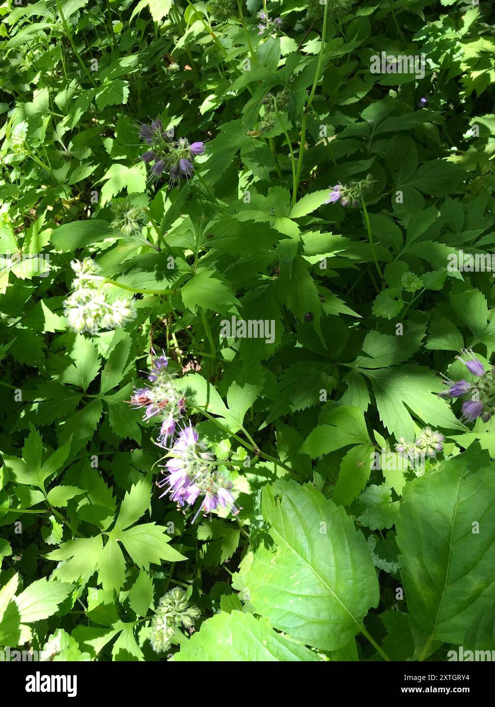 Virginia waterleaf (Hydrophyllum virginianum) Plantae Stock Photo - Alamy