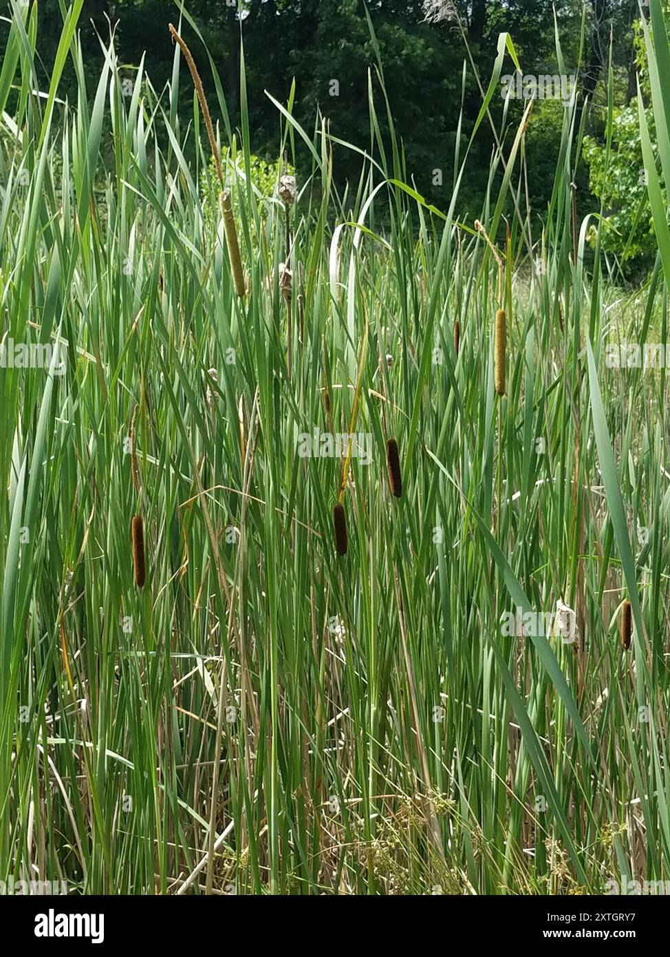 narrow-leaved cattail (Typha angustifolia) Plantae Stock Photo - Alamy