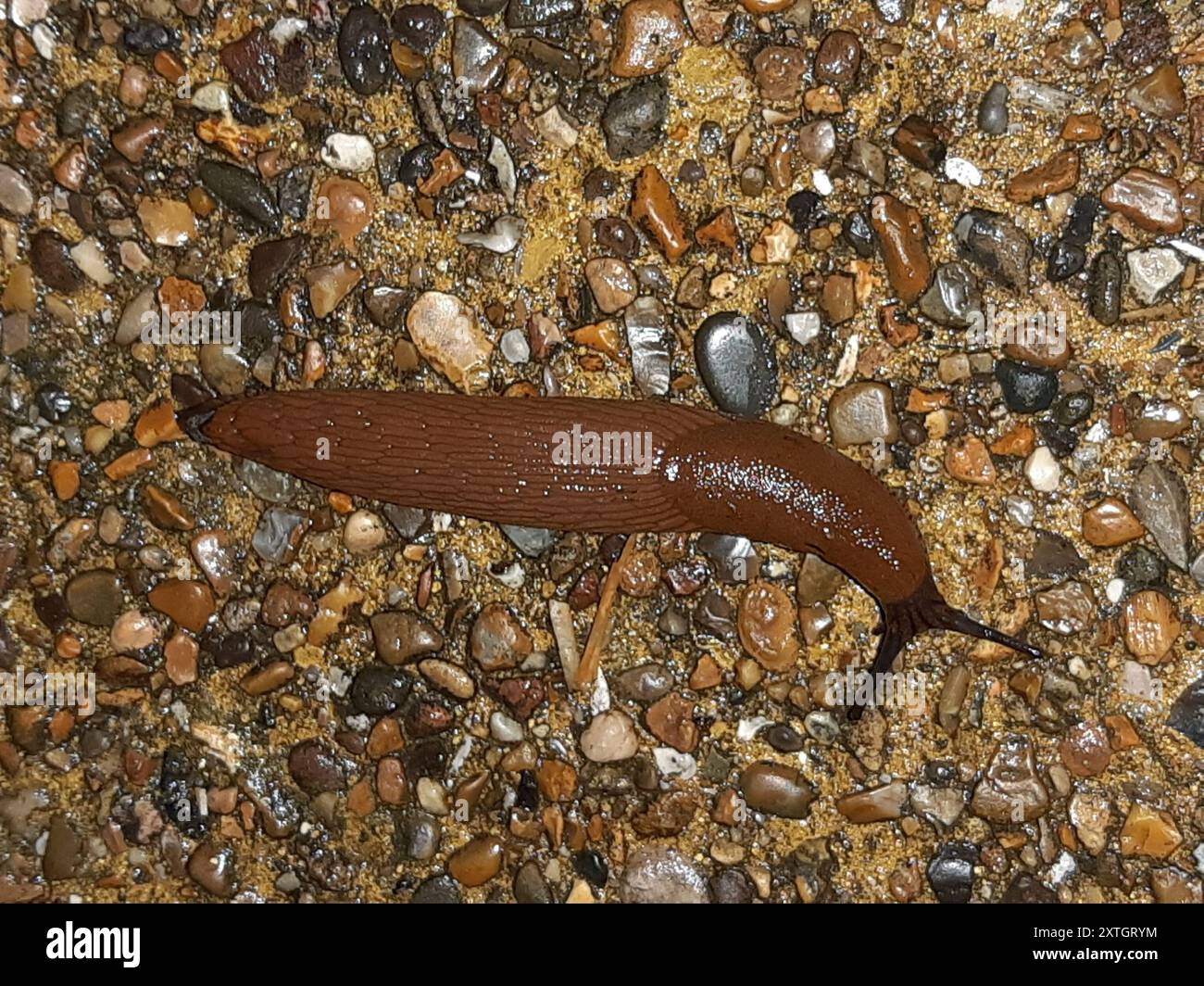 Black Slug (Arion ater) Mollusca Stock Photo - Alamy
