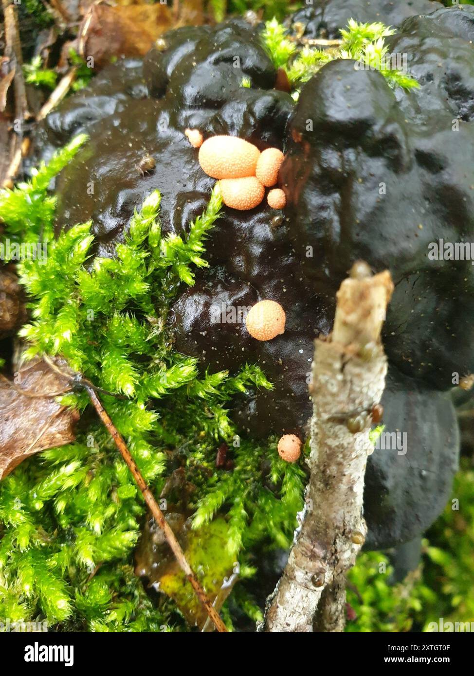 Wolf's Milk (Lycogala epidendrum) Protozoa Stock Photo - Alamy