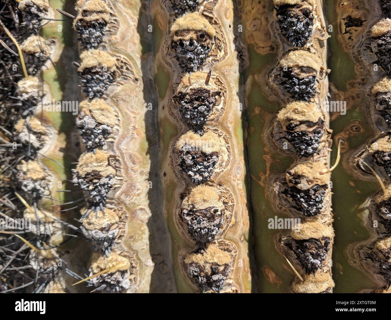 (Trichocereus atacamensis pasacana) Plantae Stock Photo - Alamy