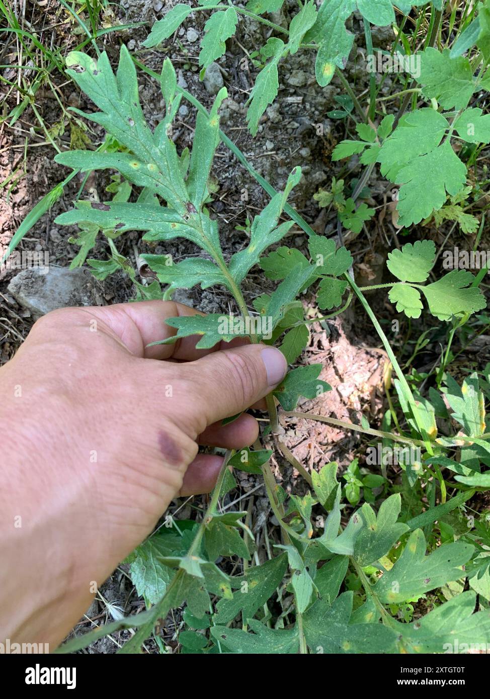 western waterleaf (Hydrophyllum occidentale) Plantae Stock Photo - Alamy