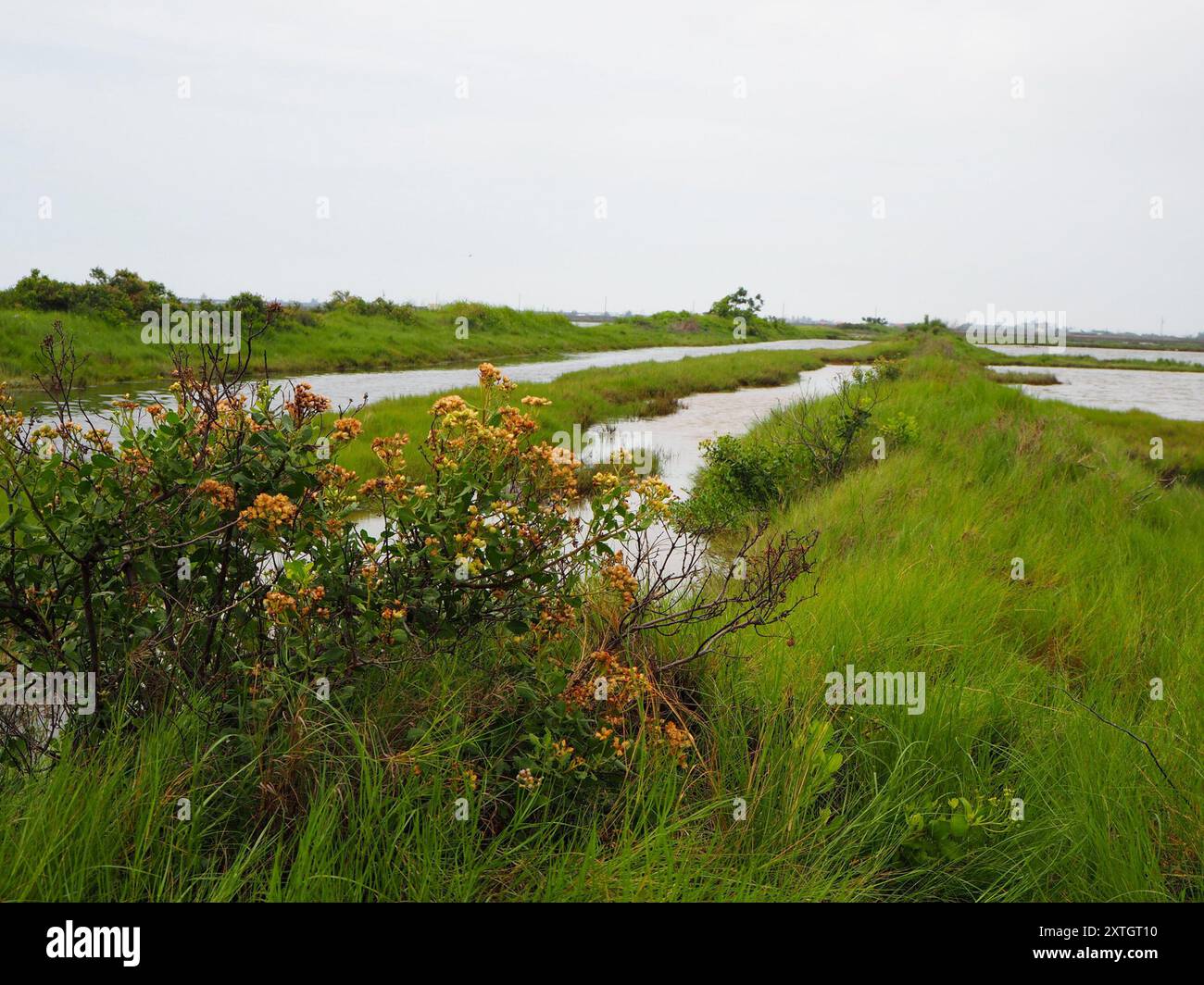 Indian marsh fleabane (Pluchea indica) Plantae Stock Photo - Alamy