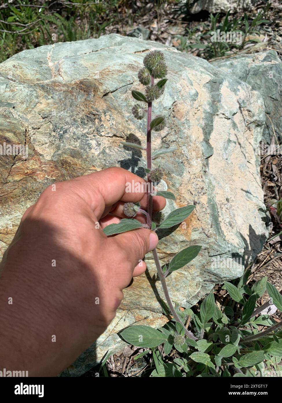 Scorpionweeds (Phacelia) Plantae Stock Photo - Alamy