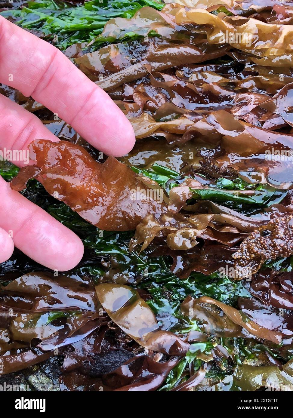 red algae (Rhodophyta) Plantae Stock Photo - Alamy