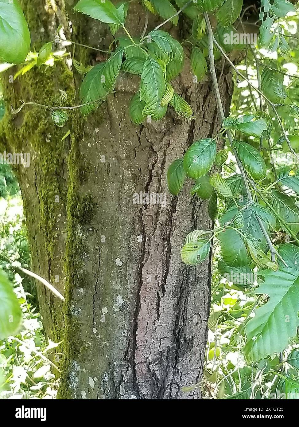 Red Alder (Alnus rubra) Plantae Stock Photo - Alamy