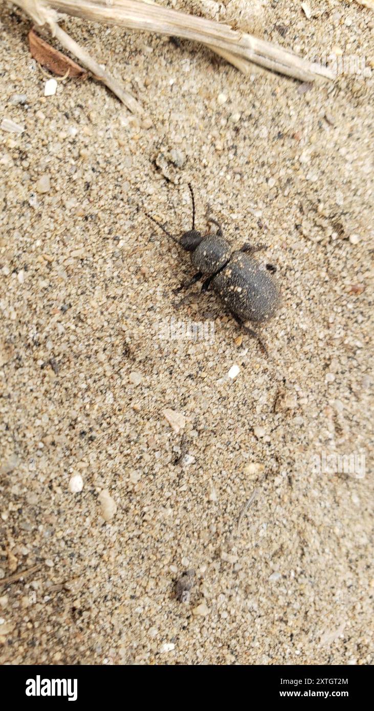 Desert Stink Beetles (Eleodes) Insecta Stock Photo - Alamy
