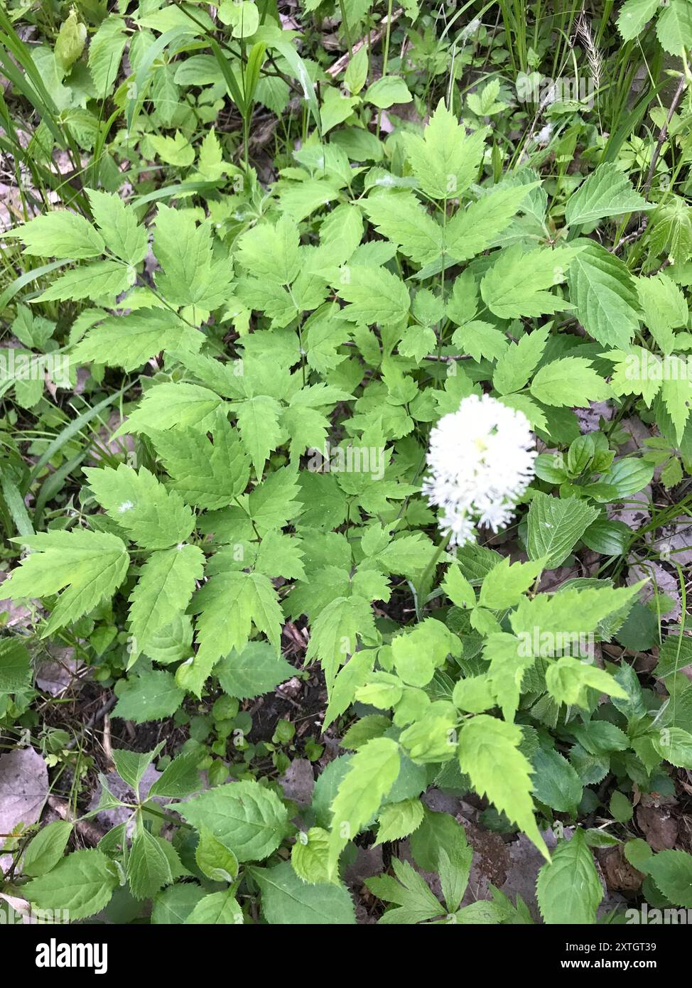 white baneberry (Actaea pachypoda) Plantae Stock Photo - Alamy
