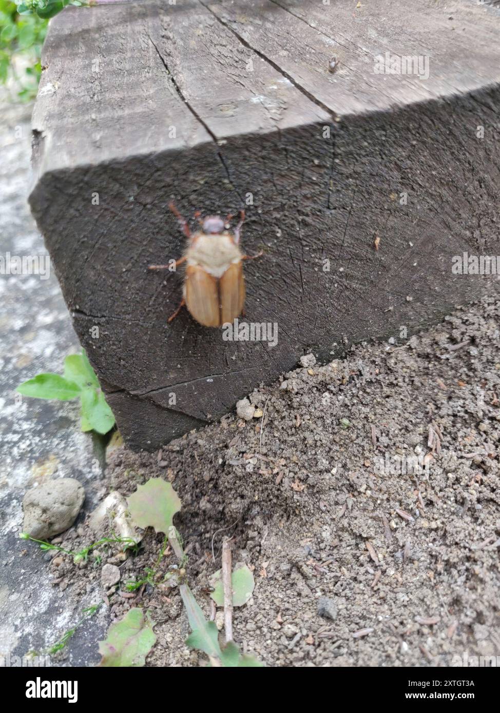 Summer Chafer (Amphimallon solstitiale) Insecta Stock Photo - Alamy
