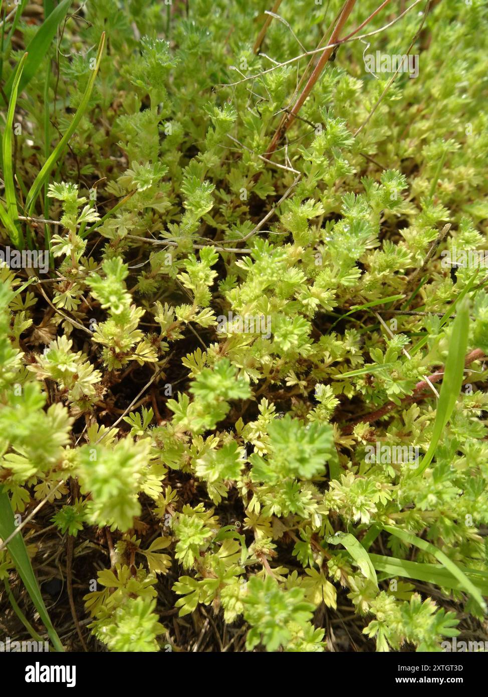 Field Parsley Piert (Alchemilla arvensis) Plantae Stock Photo - Alamy