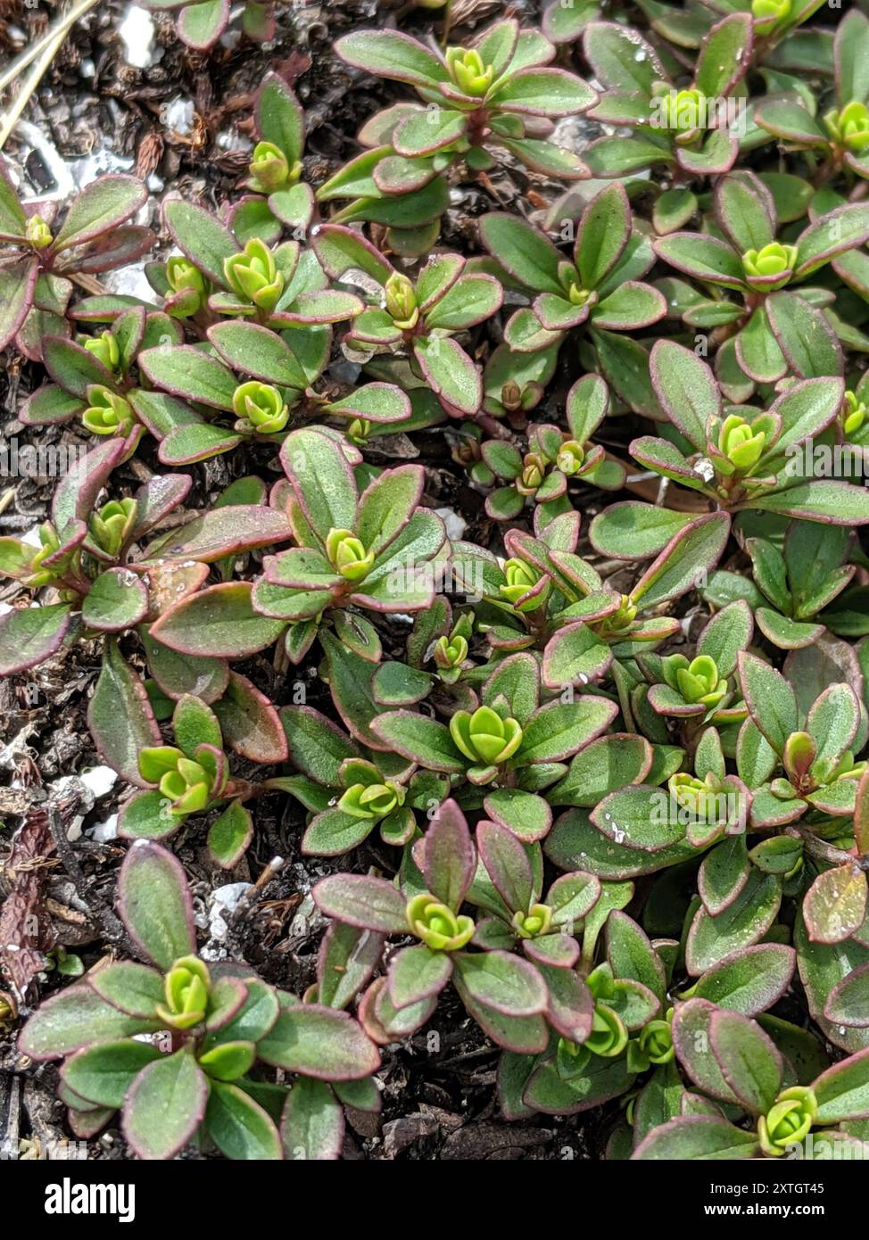 vascular plants (Tracheophyta) Plantae Stock Photo - Alamy