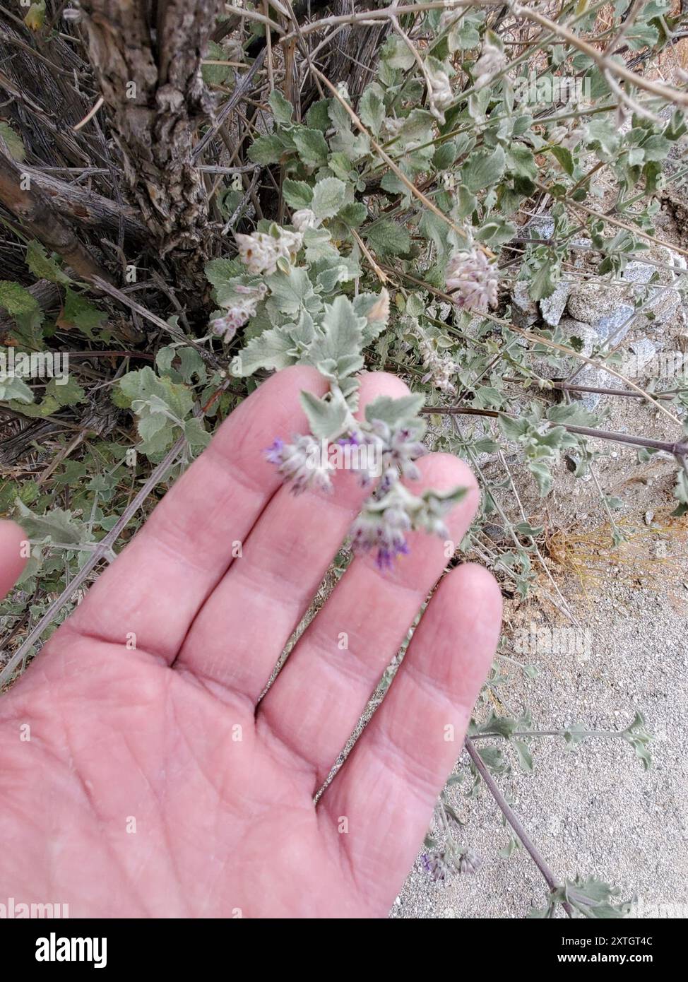 desert lavender (Condea emoryi) Plantae Stock Photo - Alamy