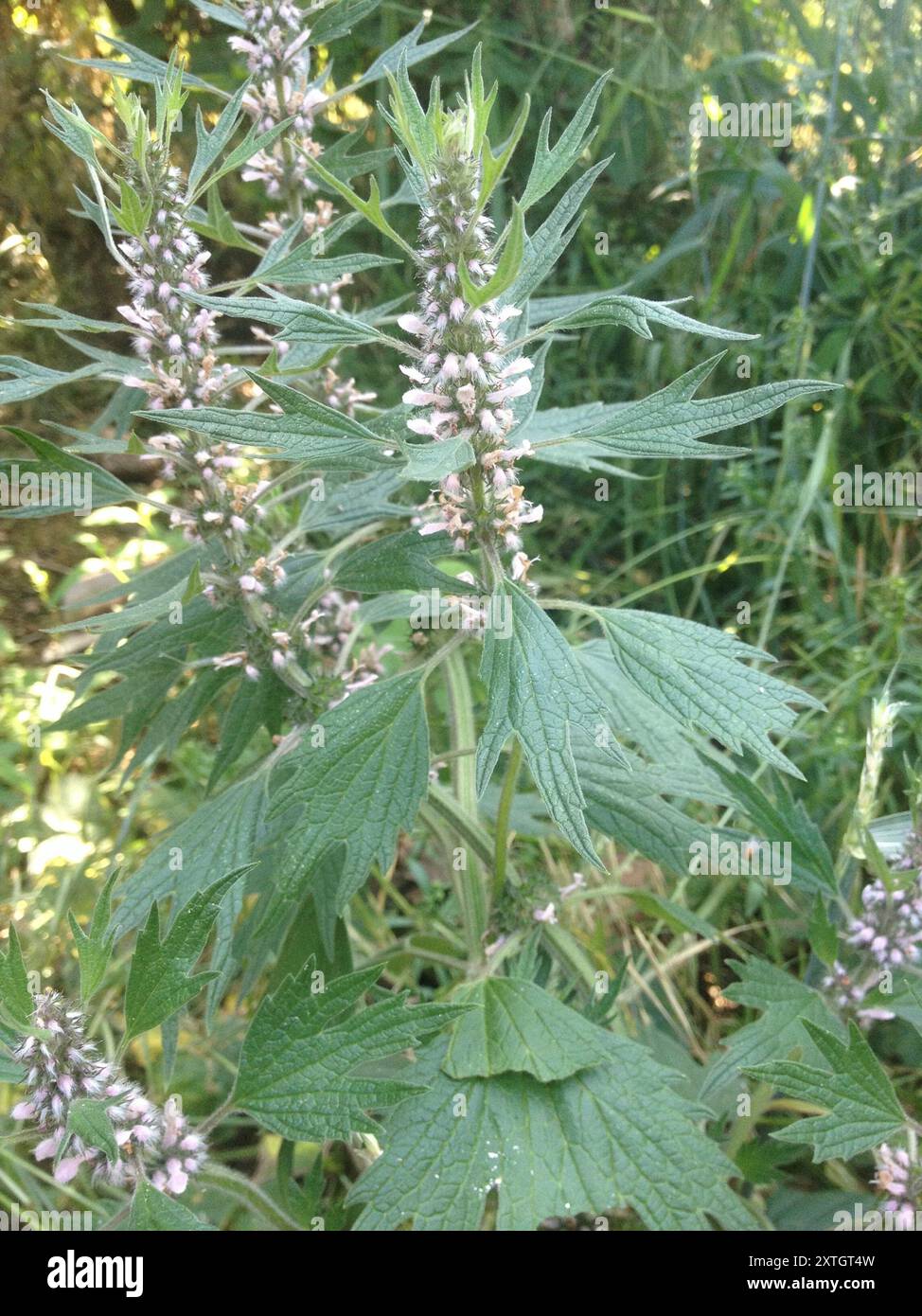 common motherwort (Leonurus cardiaca) Plantae Stock Photo - Alamy