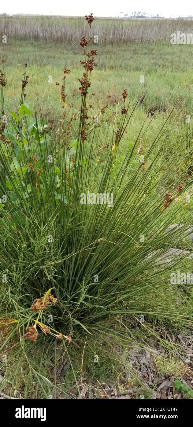Southwestern Spiny Rush (Juncus acutus leopoldii) Plantae Stock Photo ...