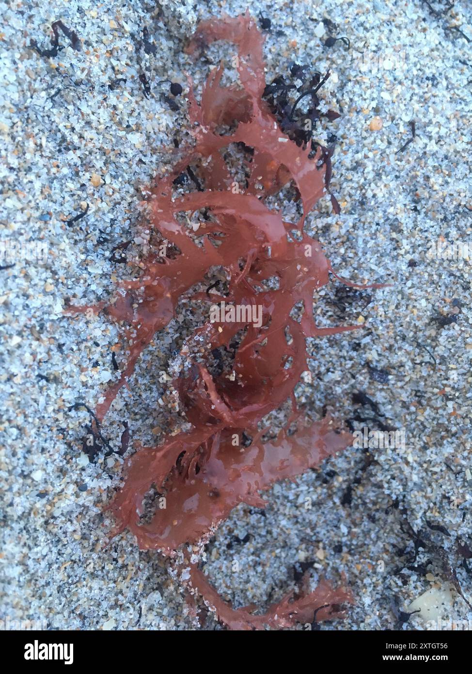 red algae (Rhodophyta) Plantae Stock Photo - Alamy