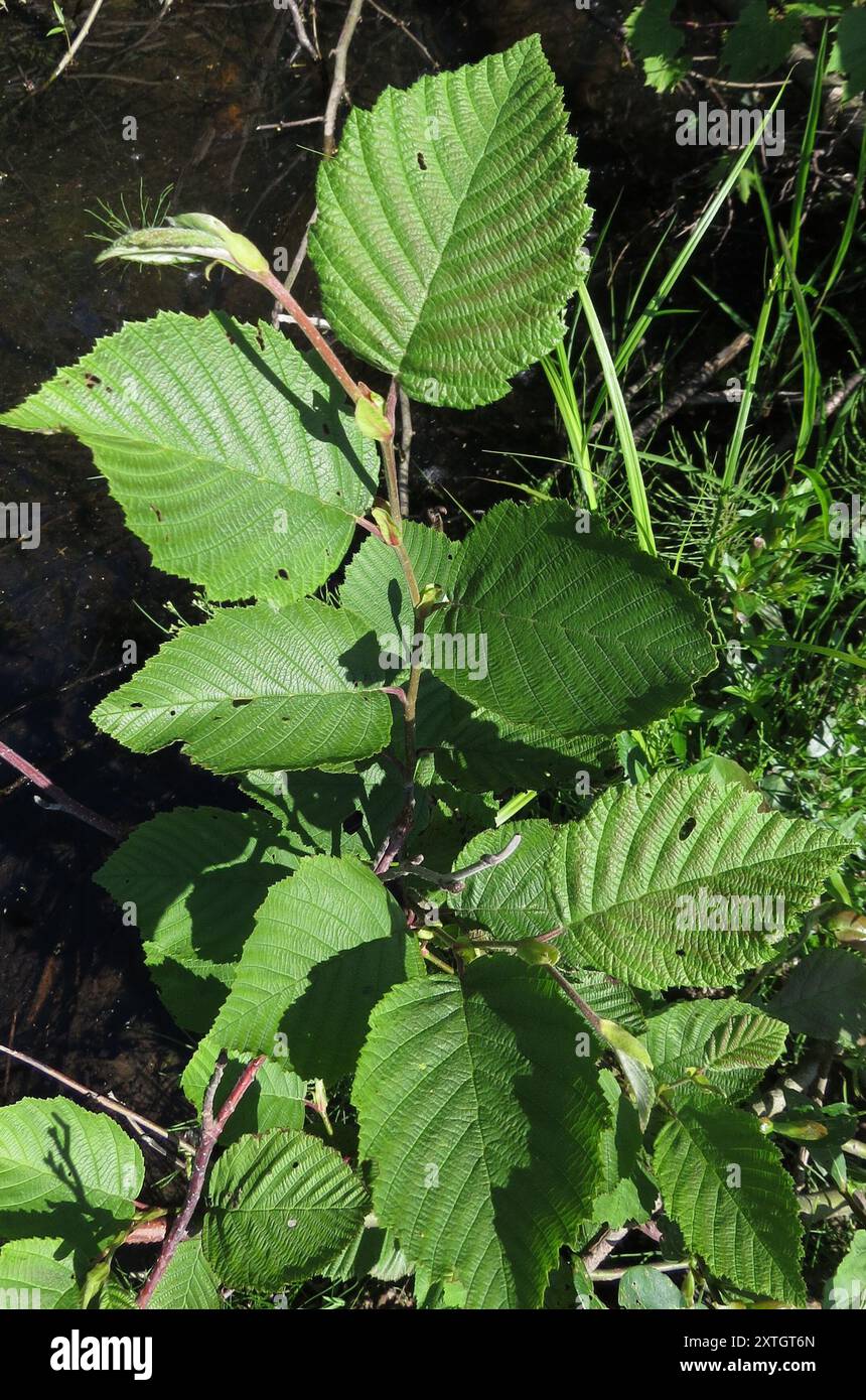 grey alder (Alnus incana) Plantae Stock Photo - Alamy