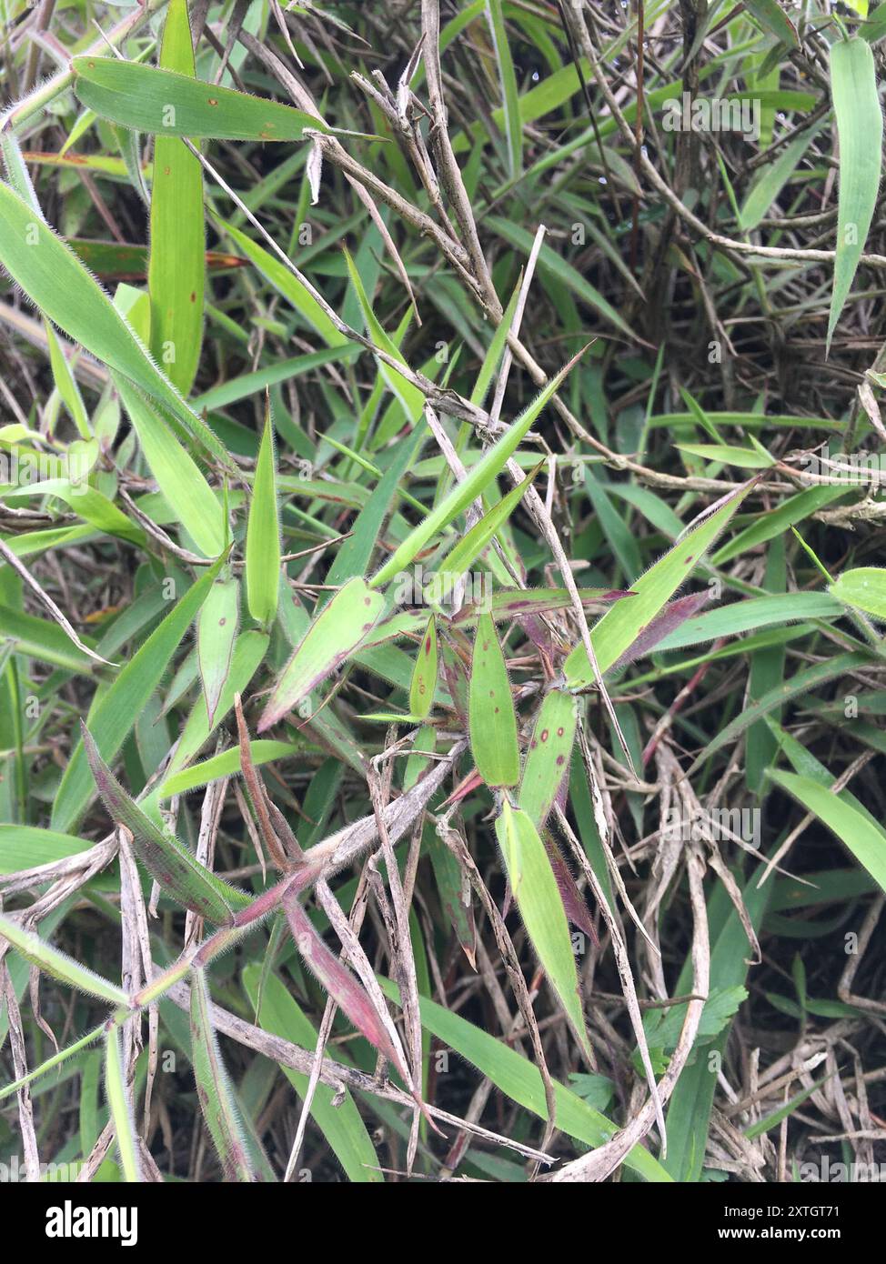 Molasses Grass (Melinis minutiflora) Plantae Stock Photo - Alamy