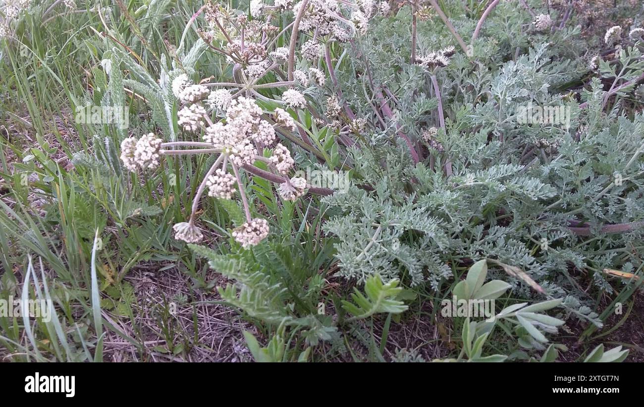 bigseed biscuitroot (Lomatium macrocarpum) Plantae Stock Photo - Alamy