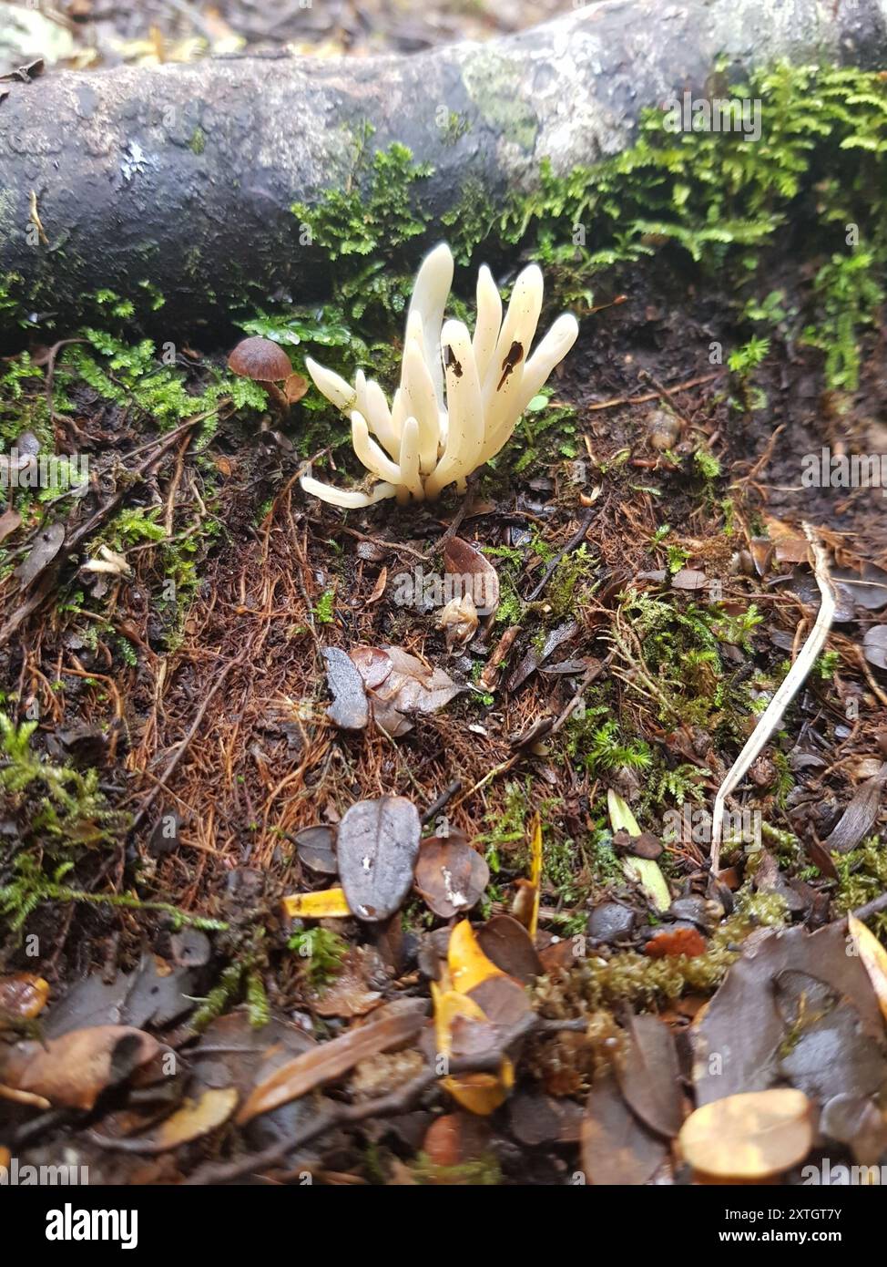 antler and spindle fungi (Clavariaceae) Fungi Stock Photo - Alamy