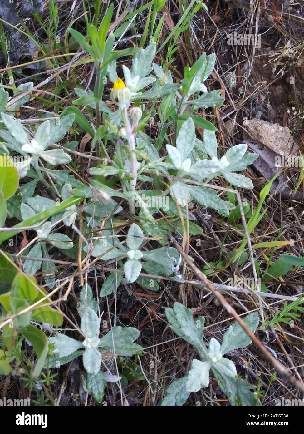 common woolly sunflower (Eriophyllum lanatum) Plantae Stock Photo - Alamy