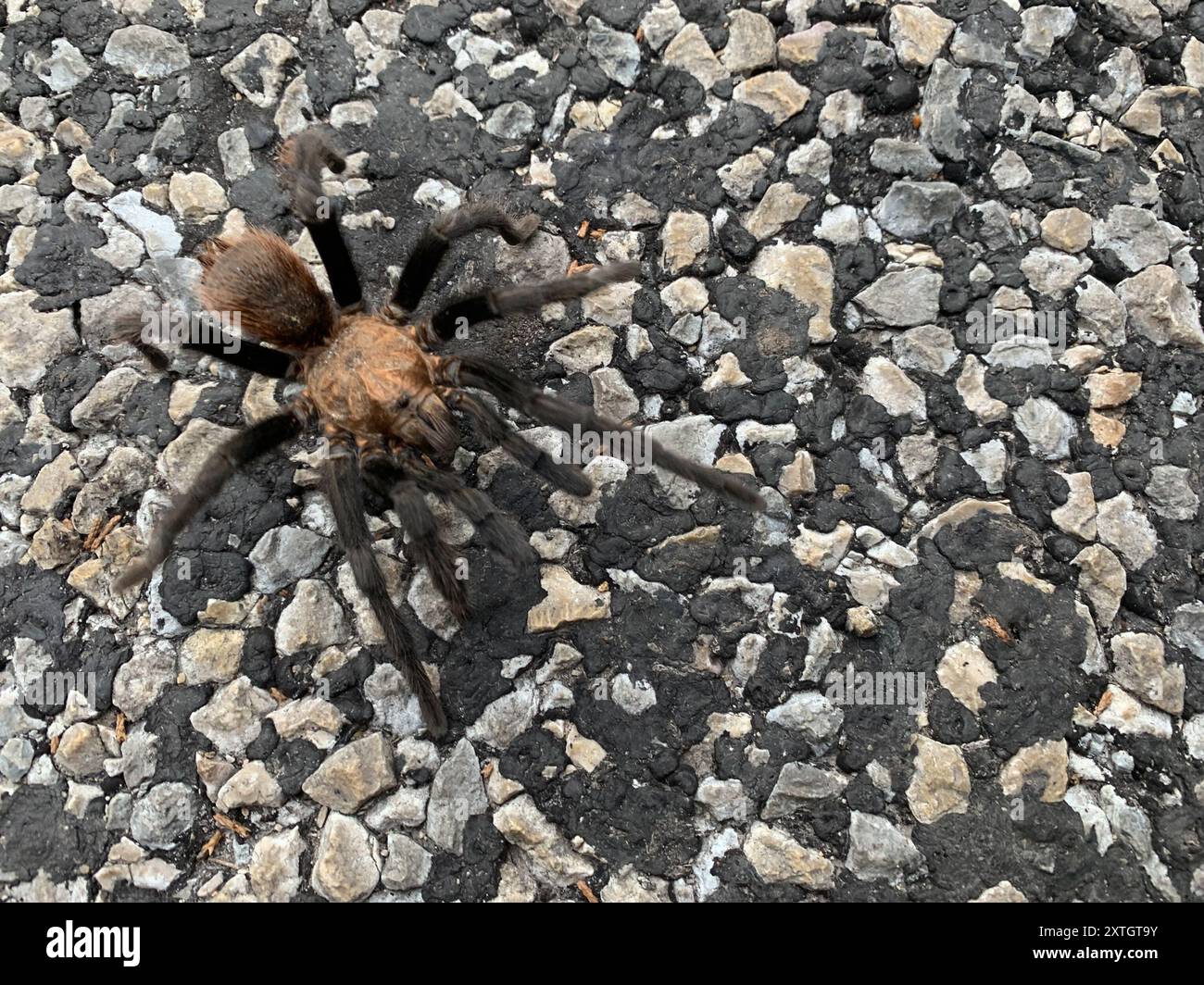 Texas Brown Tarantula (Aphonopelma hentzi) Arachnida Stock Photo - Alamy