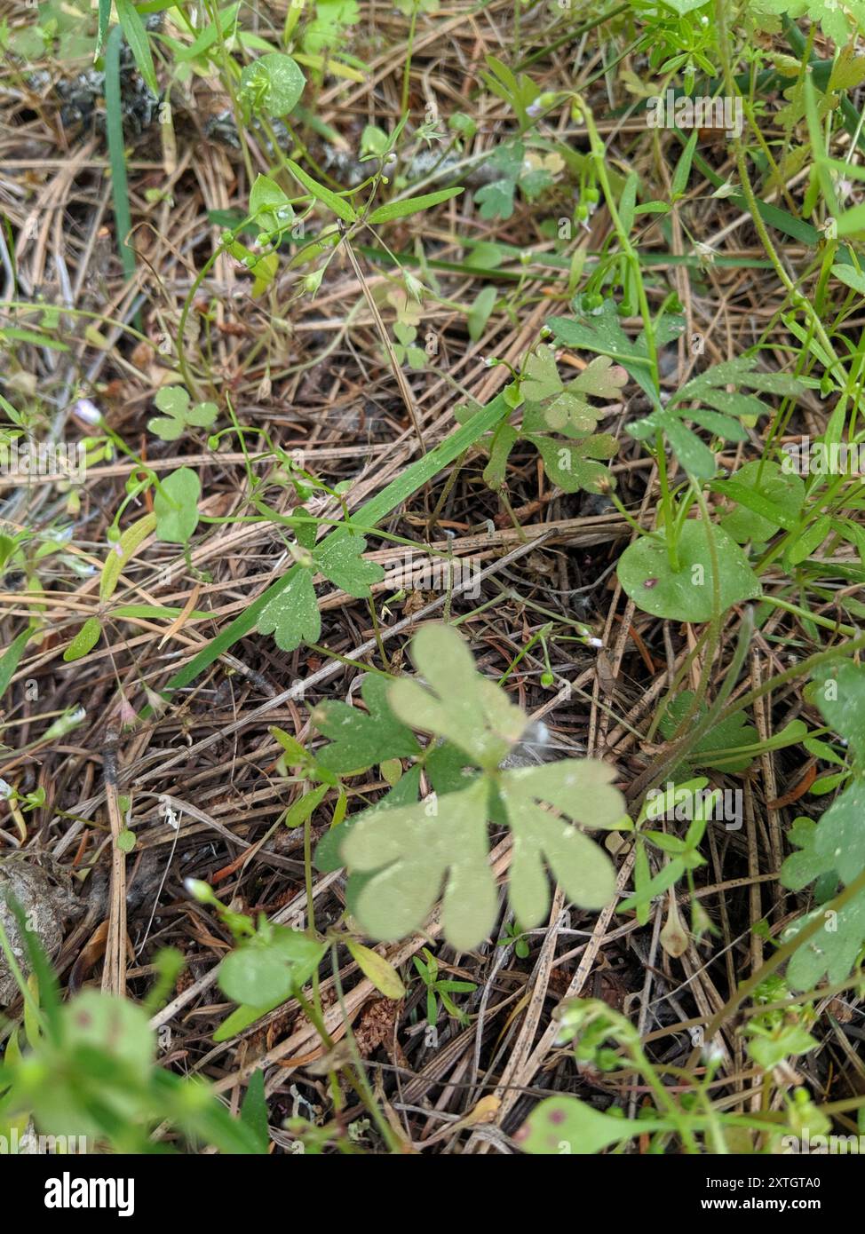 woodland stars (Lithophragma) Plantae Stock Photo - Alamy