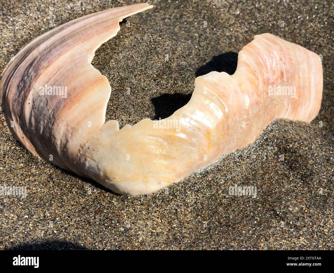 Trough Shells (Mactridae) Mollusca Stock Photo - Alamy