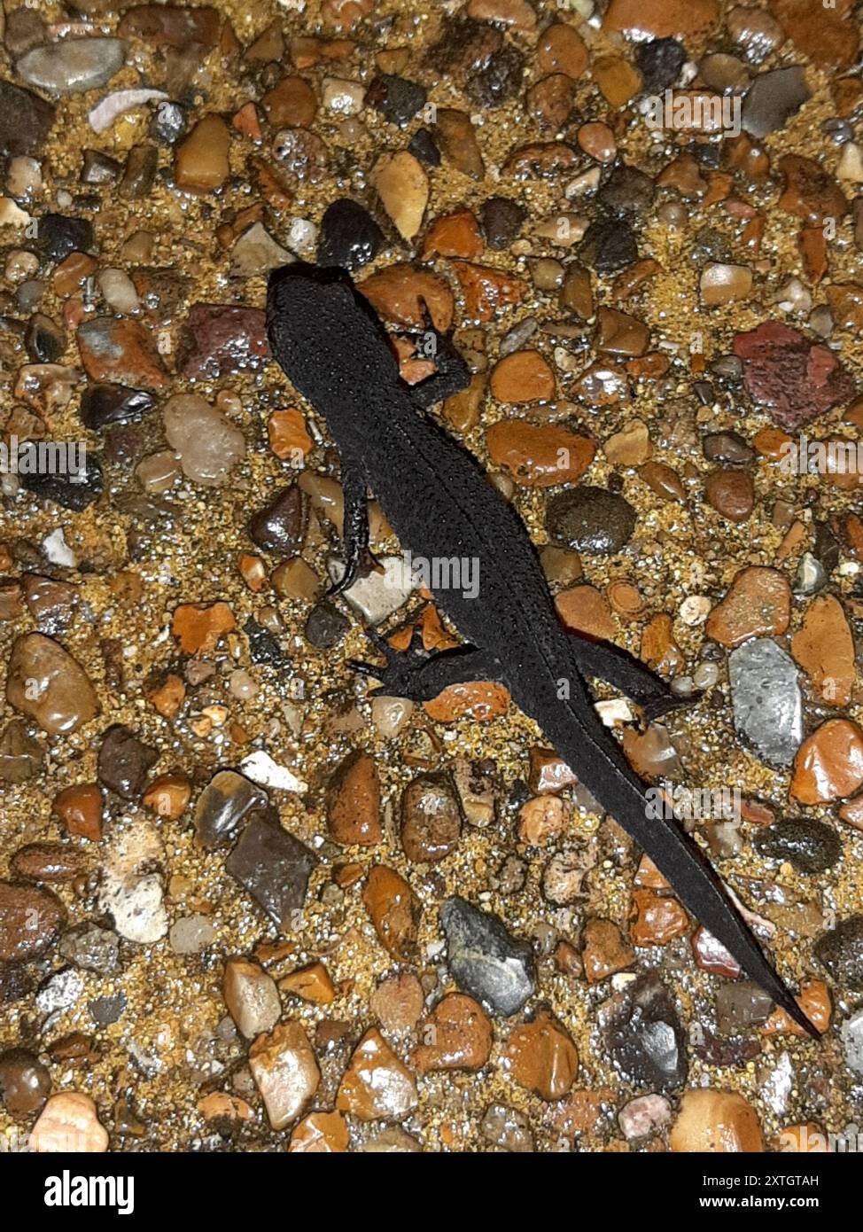 Alpine Newt (Ichthyosaura alpestris) Amphibia Stock Photo - Alamy