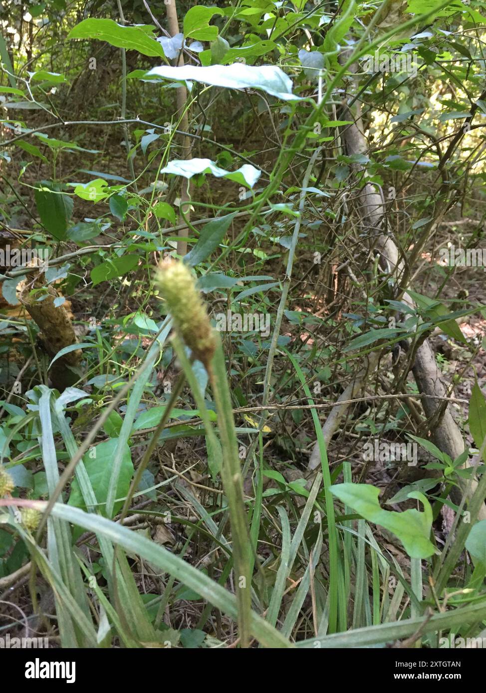 cattail sedge (Carex typhina) Plantae Stock Photo - Alamy