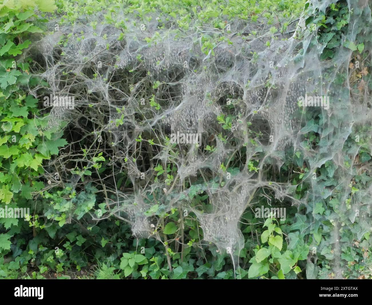 Small Ermine Moths (Yponomeuta) Insecta Stock Photo - Alamy