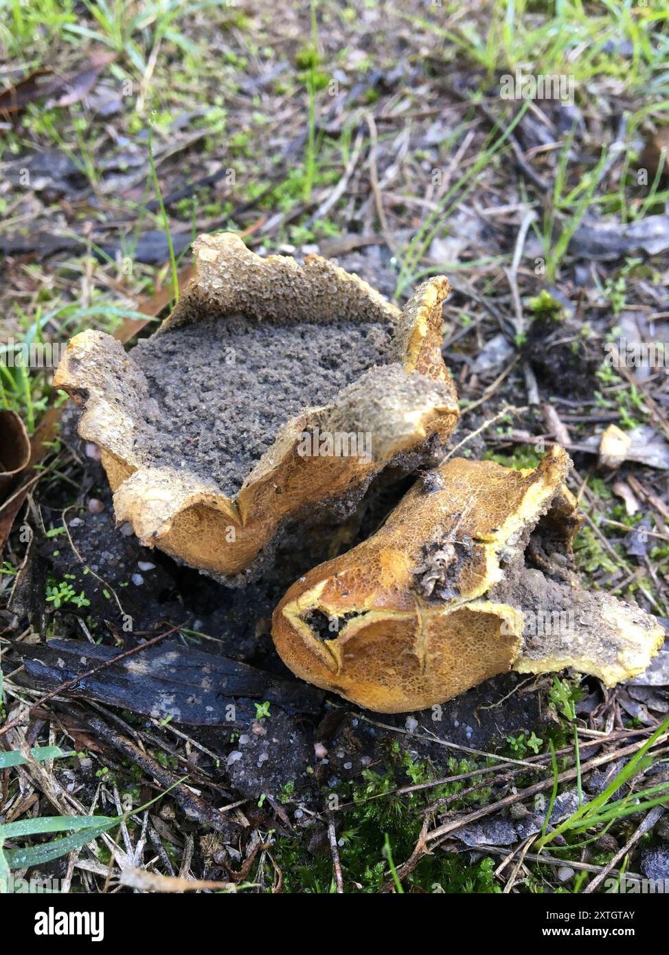 Onion Earthball (Scleroderma cepa) Fungi Stock Photo - Alamy