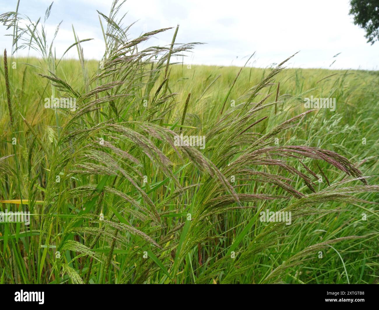 Loose Silky-bent (Apera spica-venti) Plantae Stock Photo - Alamy