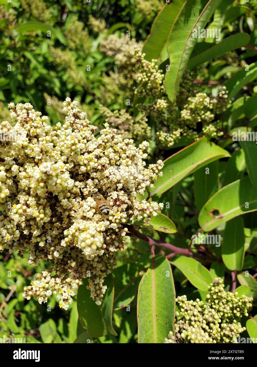 laurel sumac (Malosma laurina) Plantae Stock Photo - Alamy