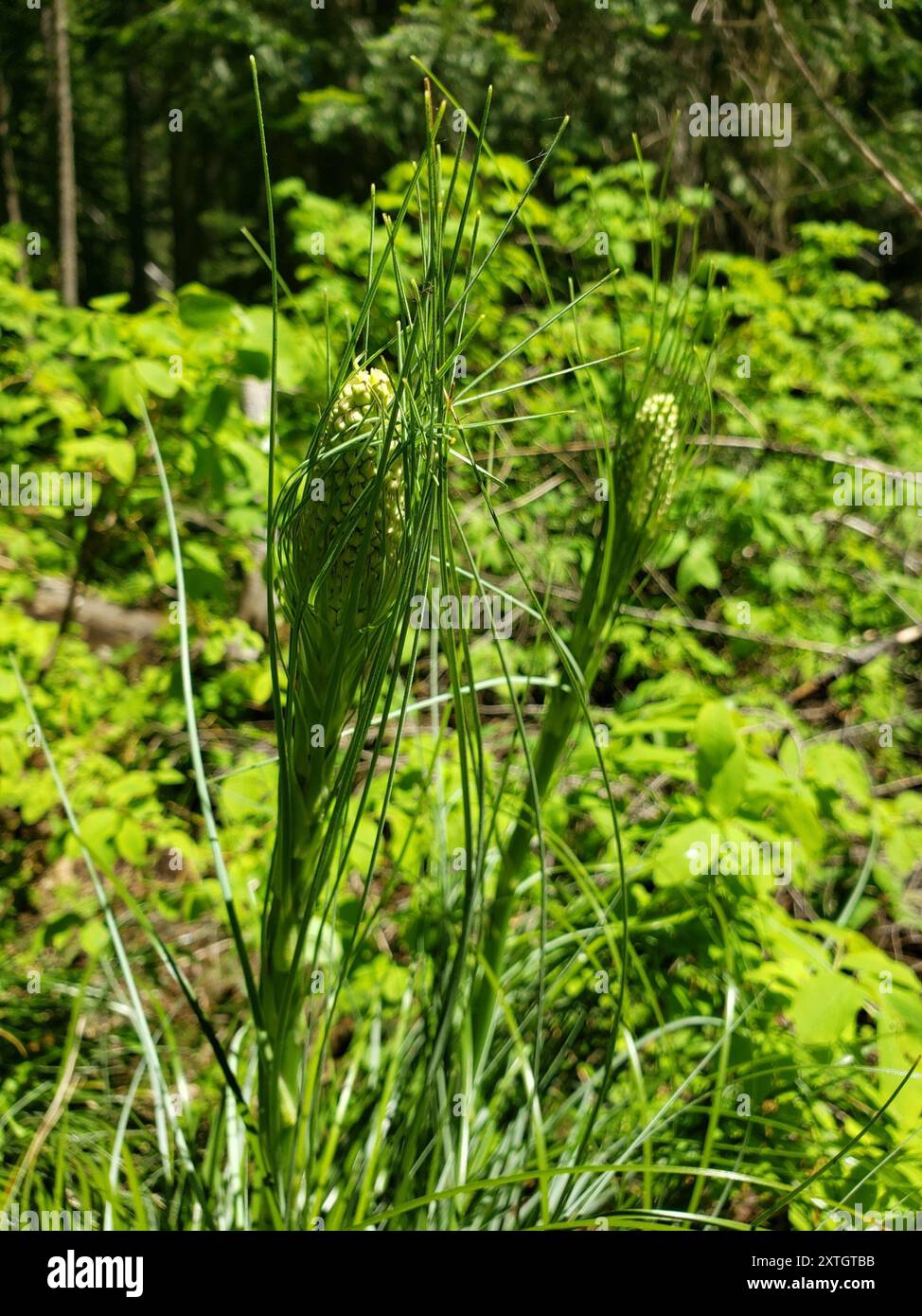 common beargrass (Xerophyllum tenax) Plantae Stock Photo - Alamy
