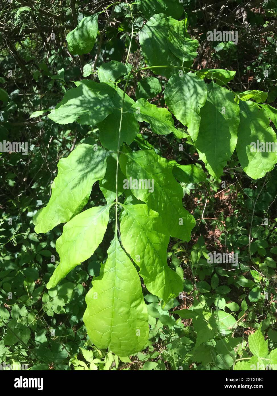 ashes (Fraxinus) Plantae Stock Photo - Alamy