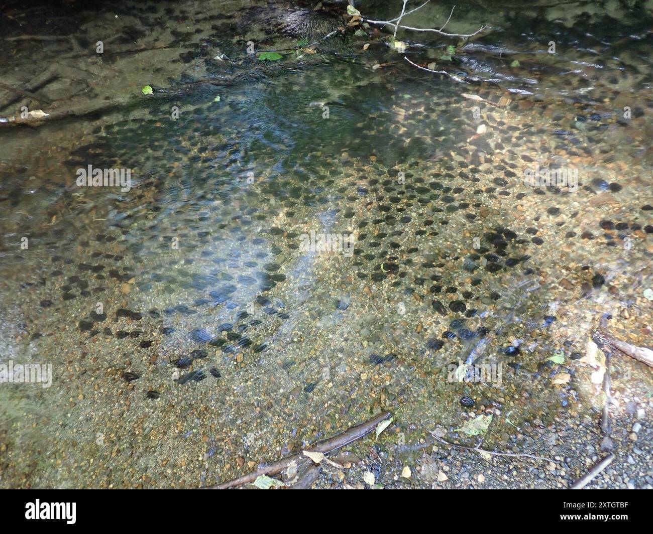 Western Pearlshell (Margaritifera falcata) Mollusca Stock Photo - Alamy