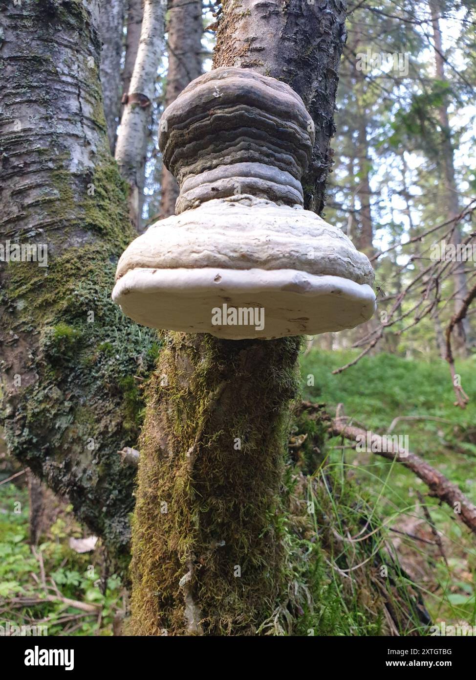 Hoof Fungus (Fomes fomentarius) Fungi Stock Photo - Alamy
