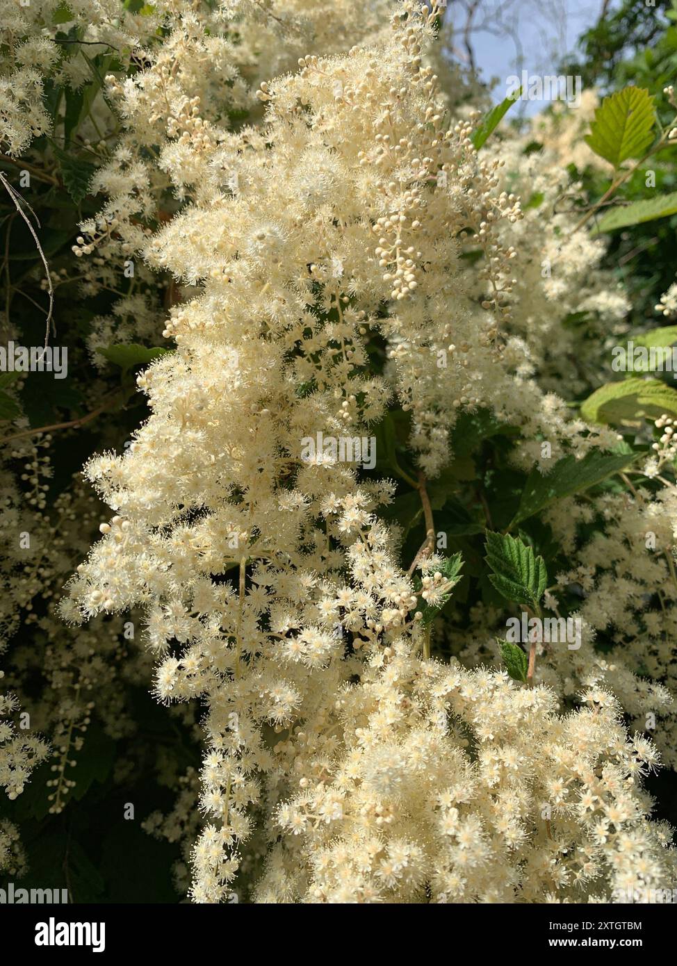Ocean spray (Holodiscus discolor) Plantae Stock Photo - Alamy