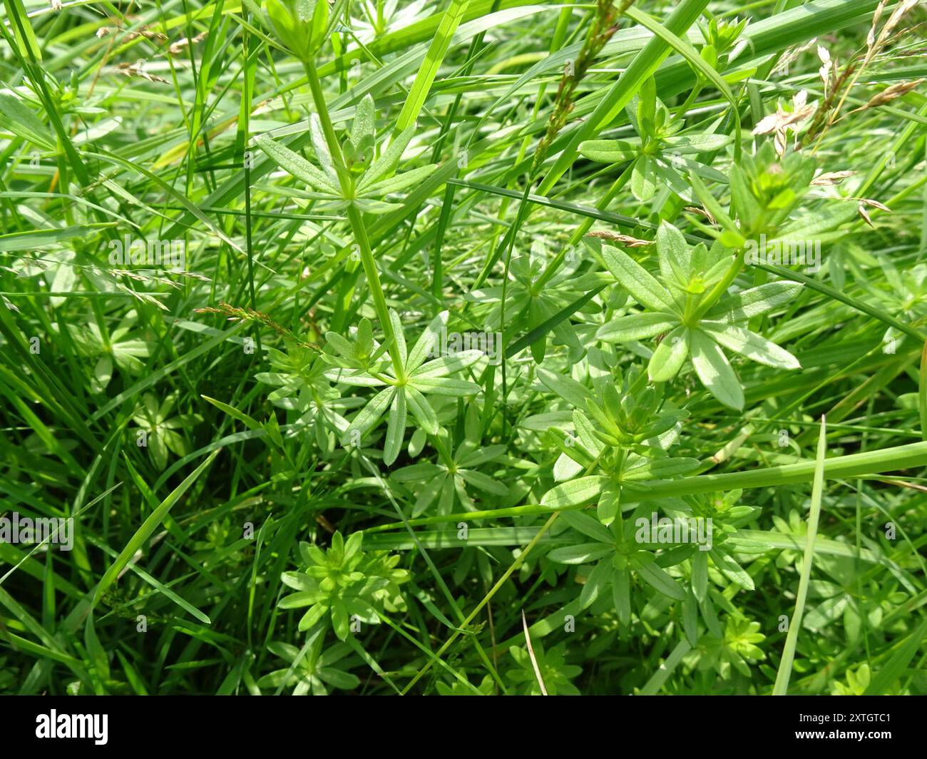 white bedstraw (Galium album) Plantae Stock Photo - Alamy