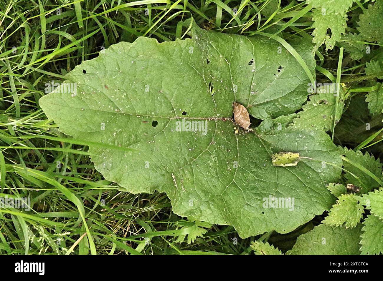 lesser burdock (Arctium minus) Plantae Stock Photo - Alamy