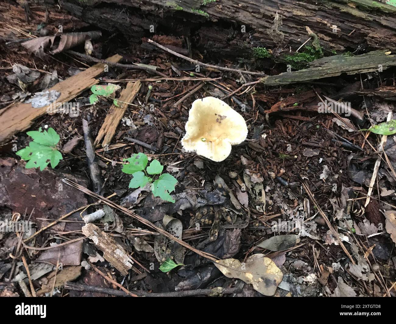 Common Funnel (Infundibulicybe gibba) Fungi Stock Photo - Alamy