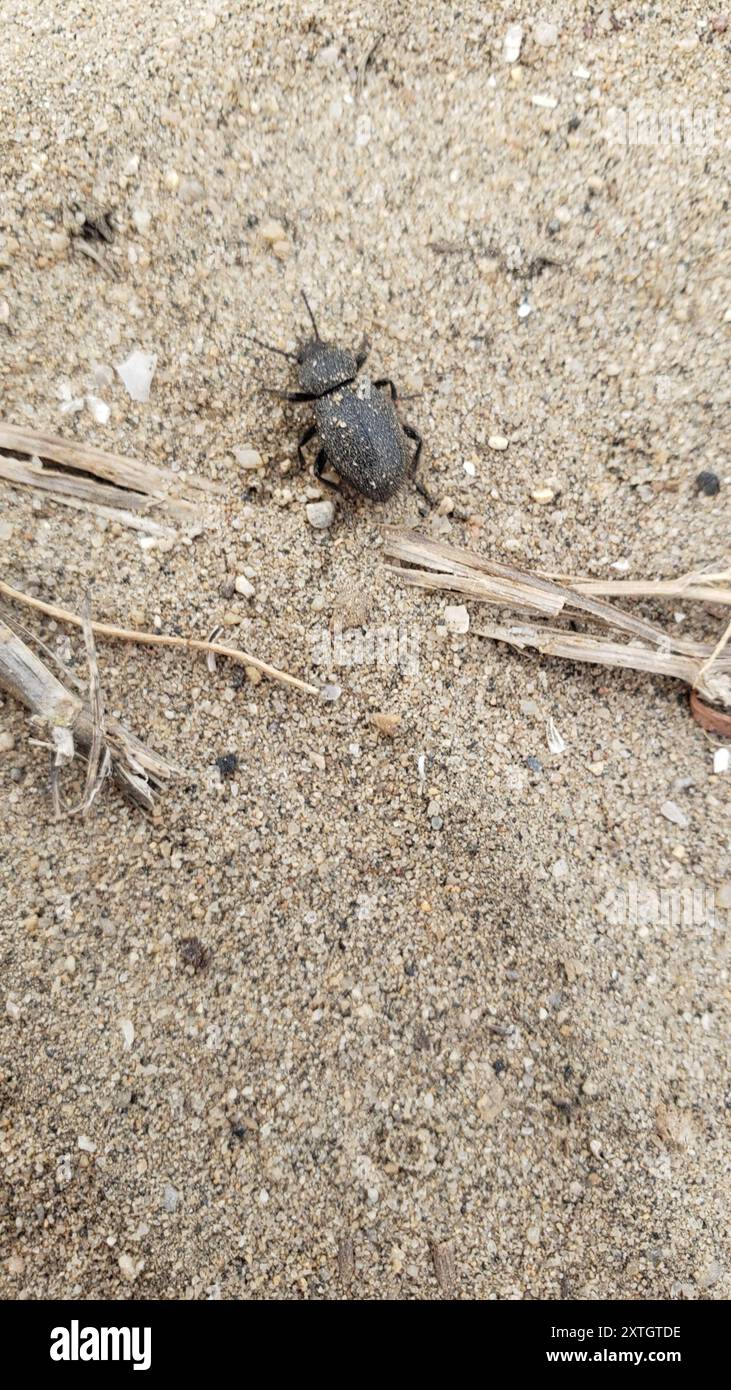 Desert Stink Beetles (Eleodes) Insecta Stock Photo - Alamy