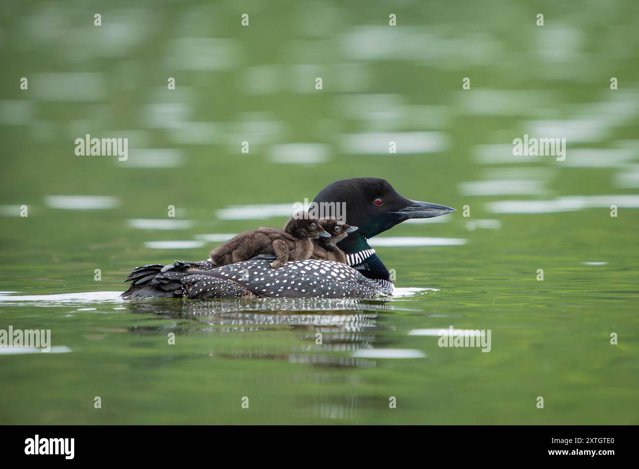 Common Loon with chicks on lake in Southcentral Alaska Stock Photo - Alamy