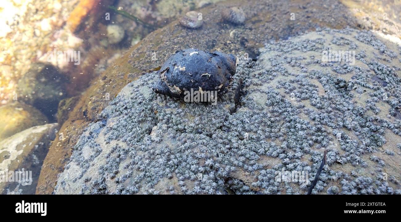 Emarginate Dogwinkle (Nucella emarginata) Mollusca Stock Photo - Alamy