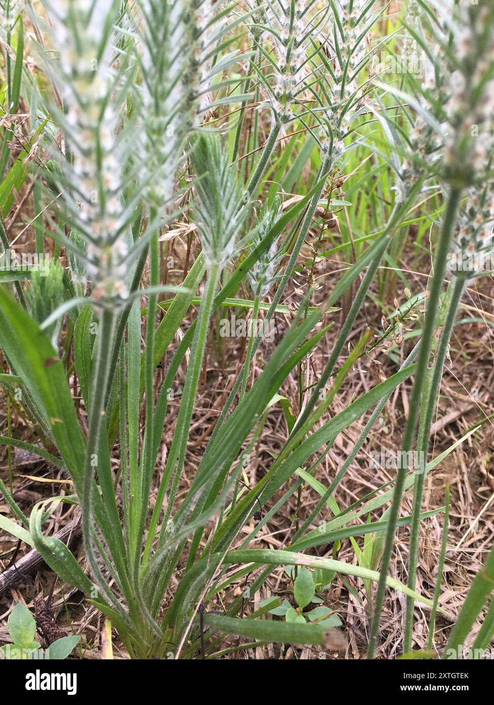 bracted plantain (Plantago aristata) Plantae Stock Photo - Alamy
