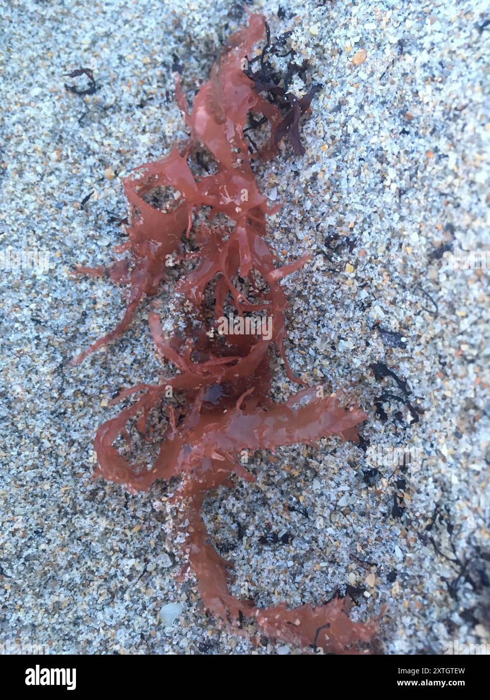 red algae (Rhodophyta) Plantae Stock Photo - Alamy