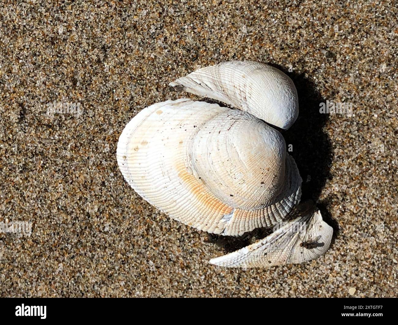 Pacific Littleneck Clam (Leukoma staminea) Mollusca Stock Photo - Alamy