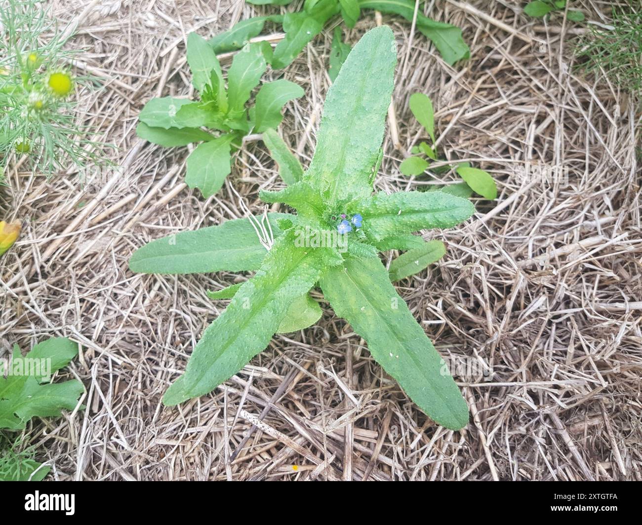 small bugloss (Anchusa arvensis) Plantae Stock Photo - Alamy
