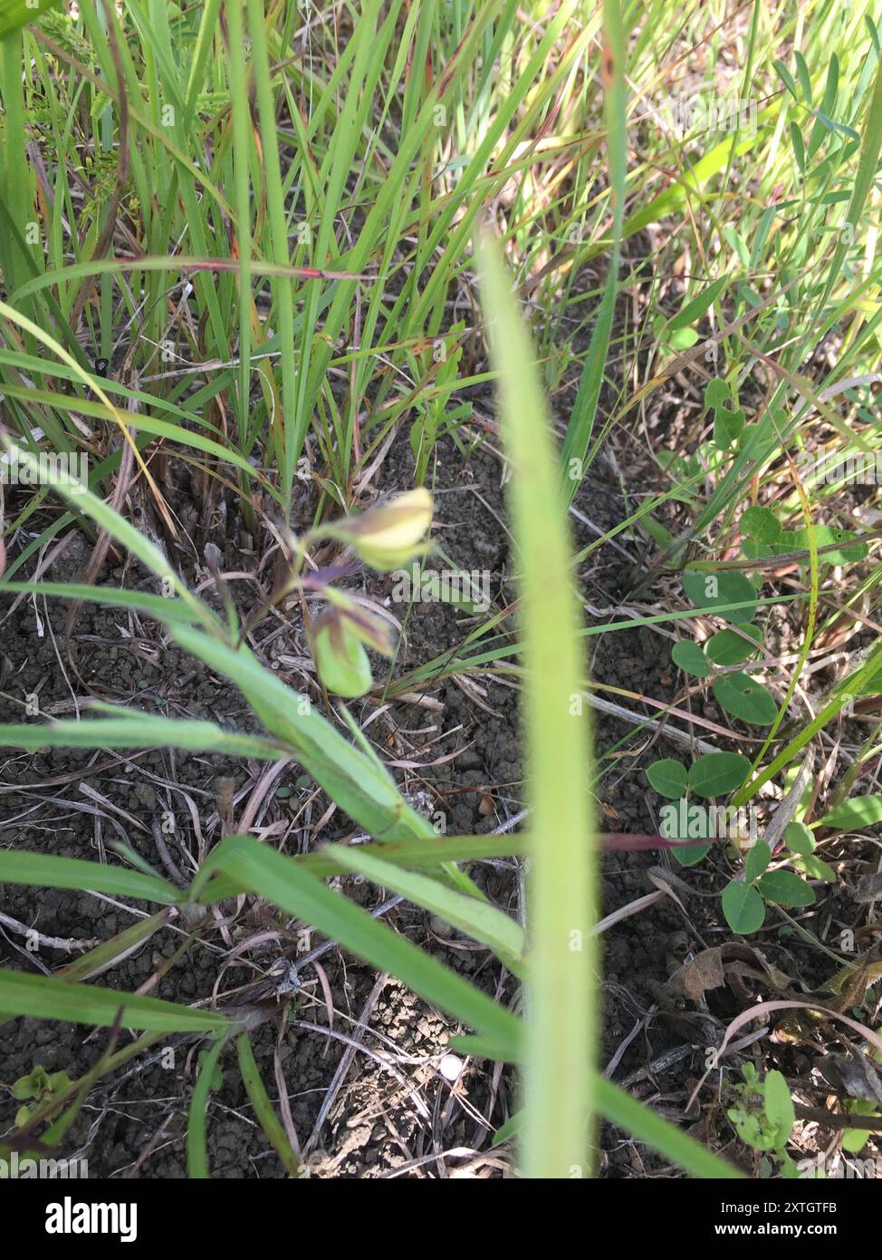 arrowhead rattlebox (Crotalaria sagittalis) Plantae Stock Photo - Alamy