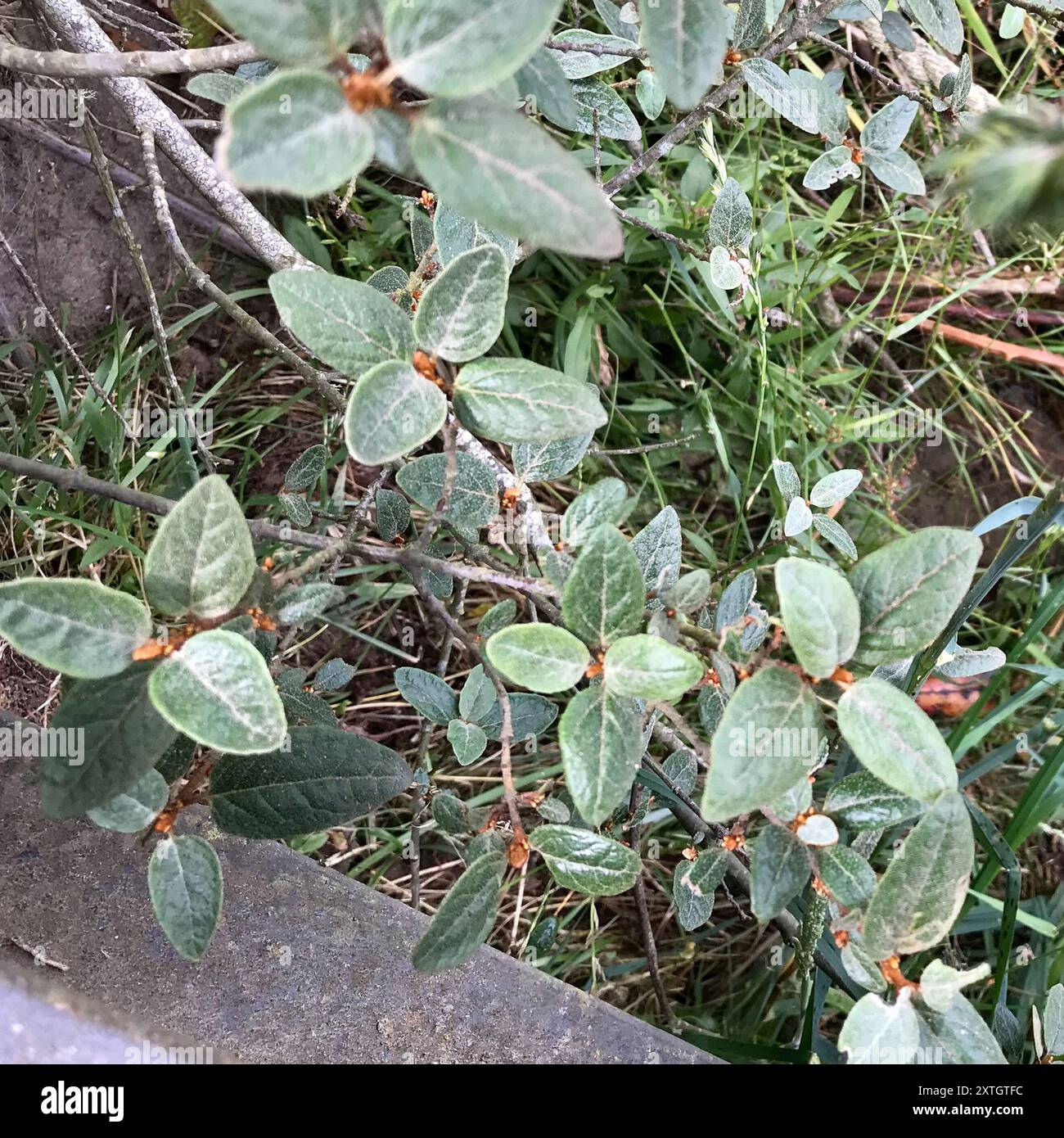 Canadian buffalo-berry (Shepherdia canadensis) Plantae Stock Photo - Alamy